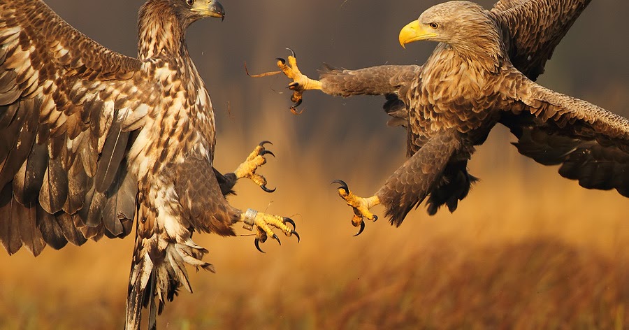 AMAZING STORIES AROUND THE WORLD: The Karate bird