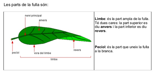 LES FULLES: Parts d'una fulla