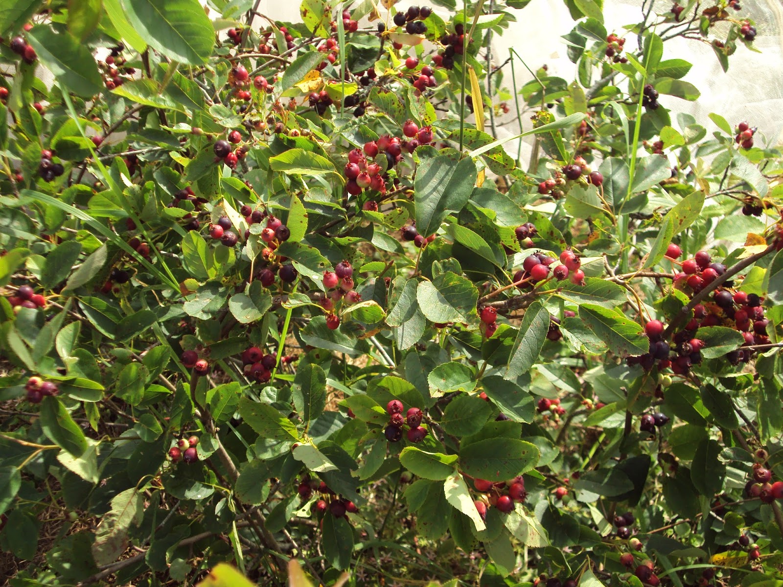 The Forest Gardener: In Praise of the Juneberry
