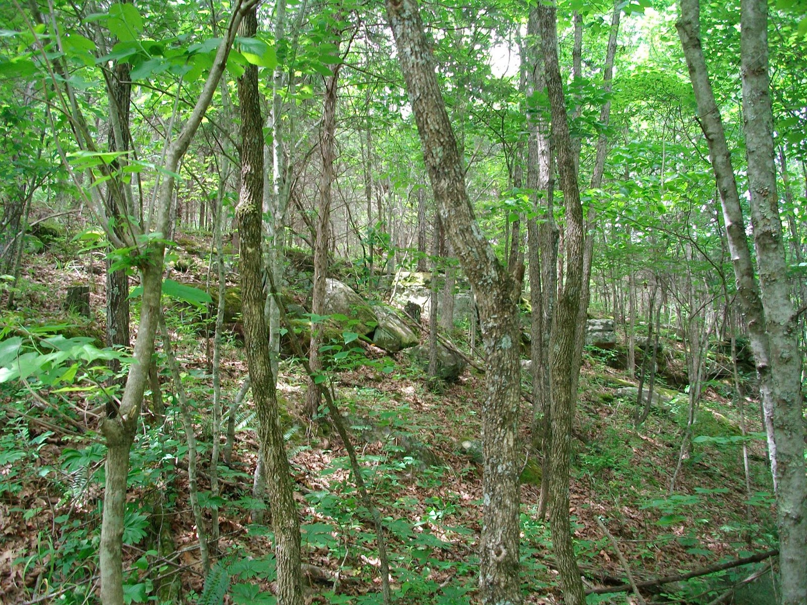 Missouri Trailblazing