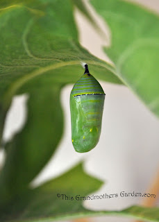 This Grandmother's Garden: Butterfly Dreams Part Three... Chrysalis!