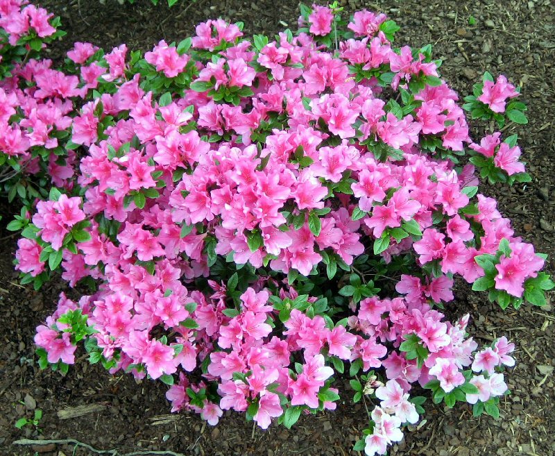 Top Flowers and Plant Picture: Azalea
