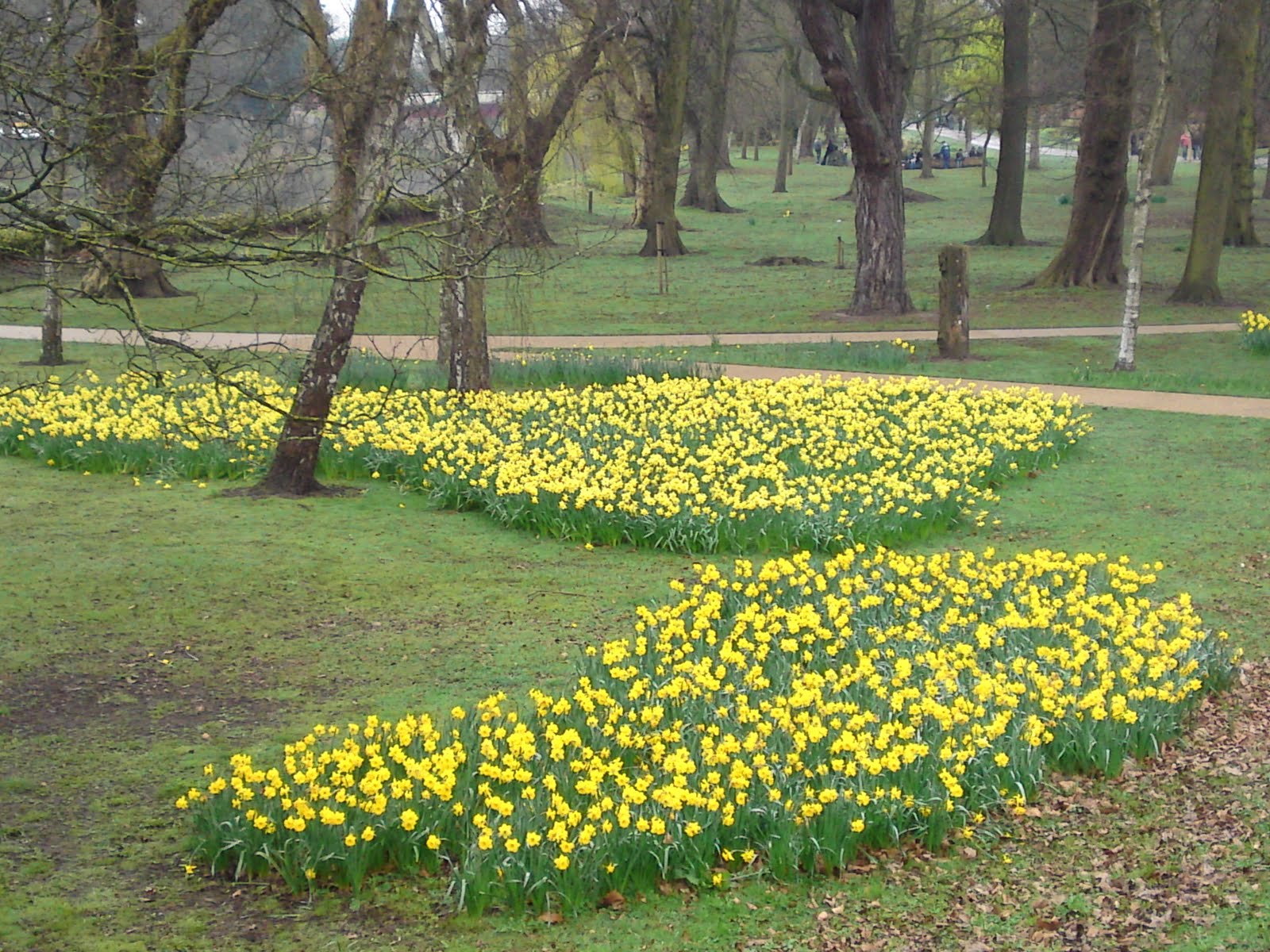 Cultural Outlook: Daffodils in Cardiff