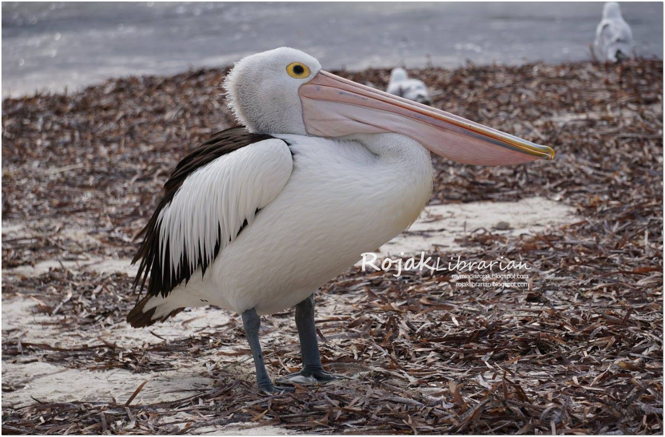 Birds and mammals of Perth (Nature Travel blog)