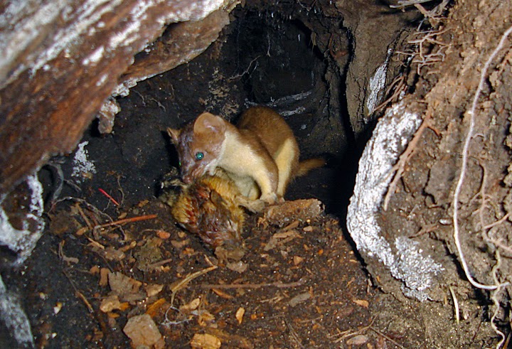 Camera Trap Codger: Slinky grim reaper of the underworld