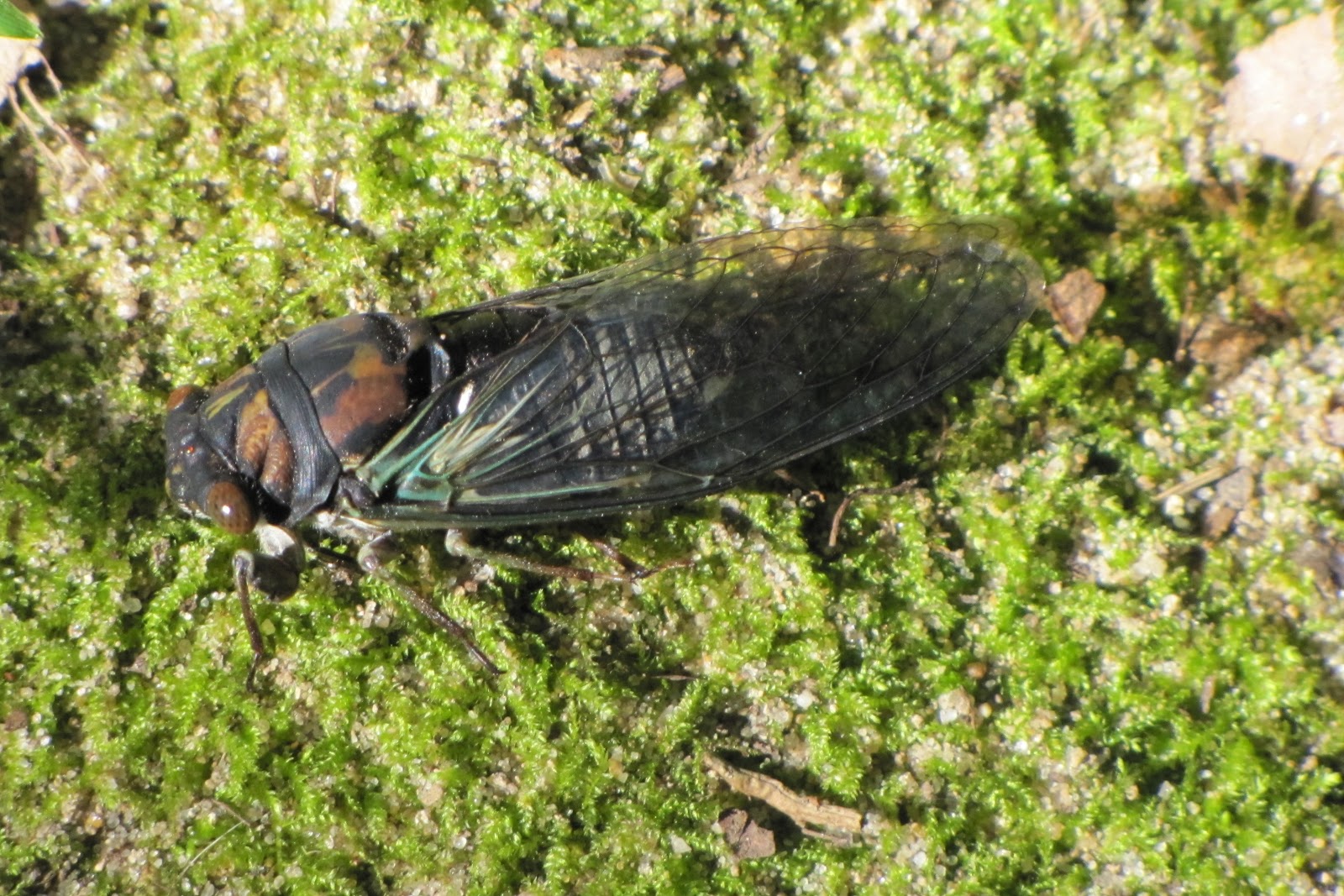 To Behold the Beauty: Portland Arch