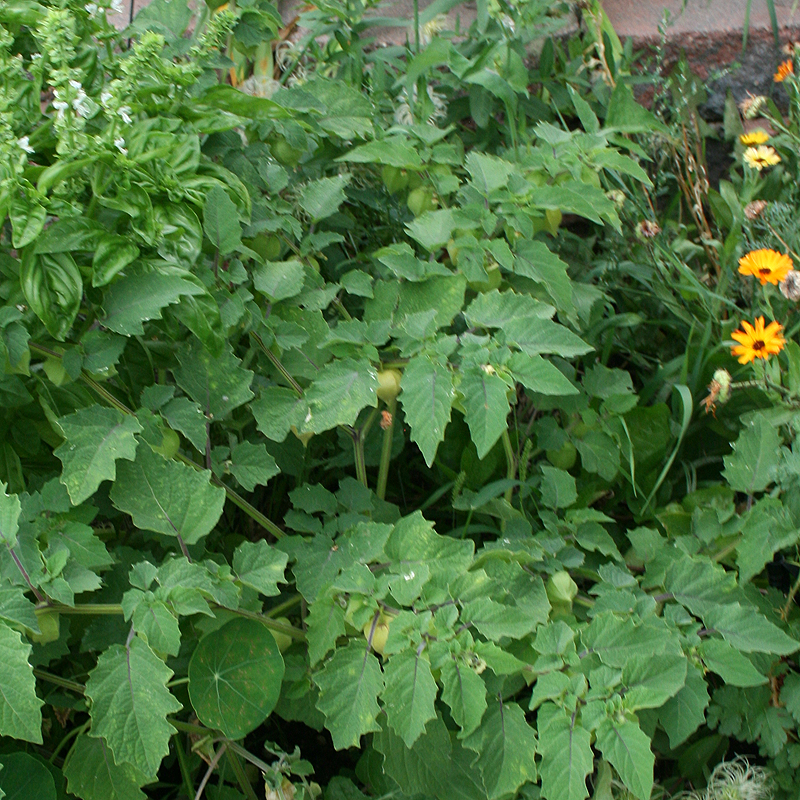 twenty pound tabby: Golden Berry