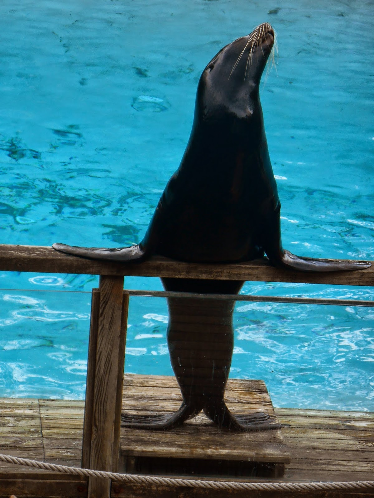 Le portail entr'ouvert: Visite du zoo