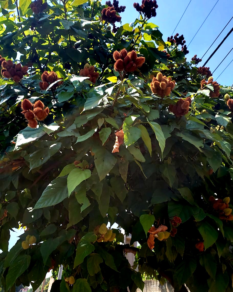 LA LEYENDA DE URUKU - URUKU MOMBE'UPY