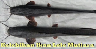 Budidaya Ikan Lele Jenis Lele Mutiara - BETERNAK DAN MENANAM