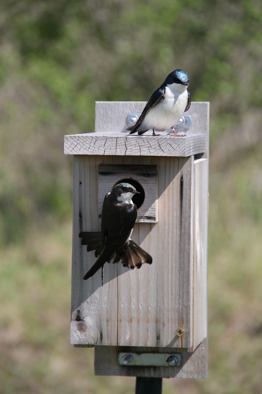 Isabella Conservation District Environmental Education Program ...
