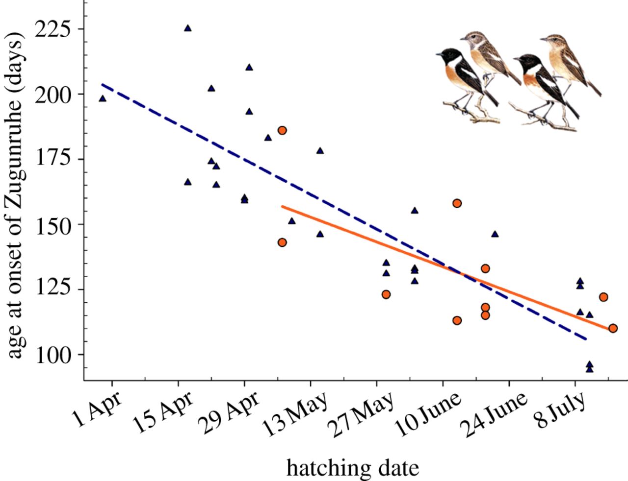 Migration behaviours of birds: Zugunruhe (migration restlessness)