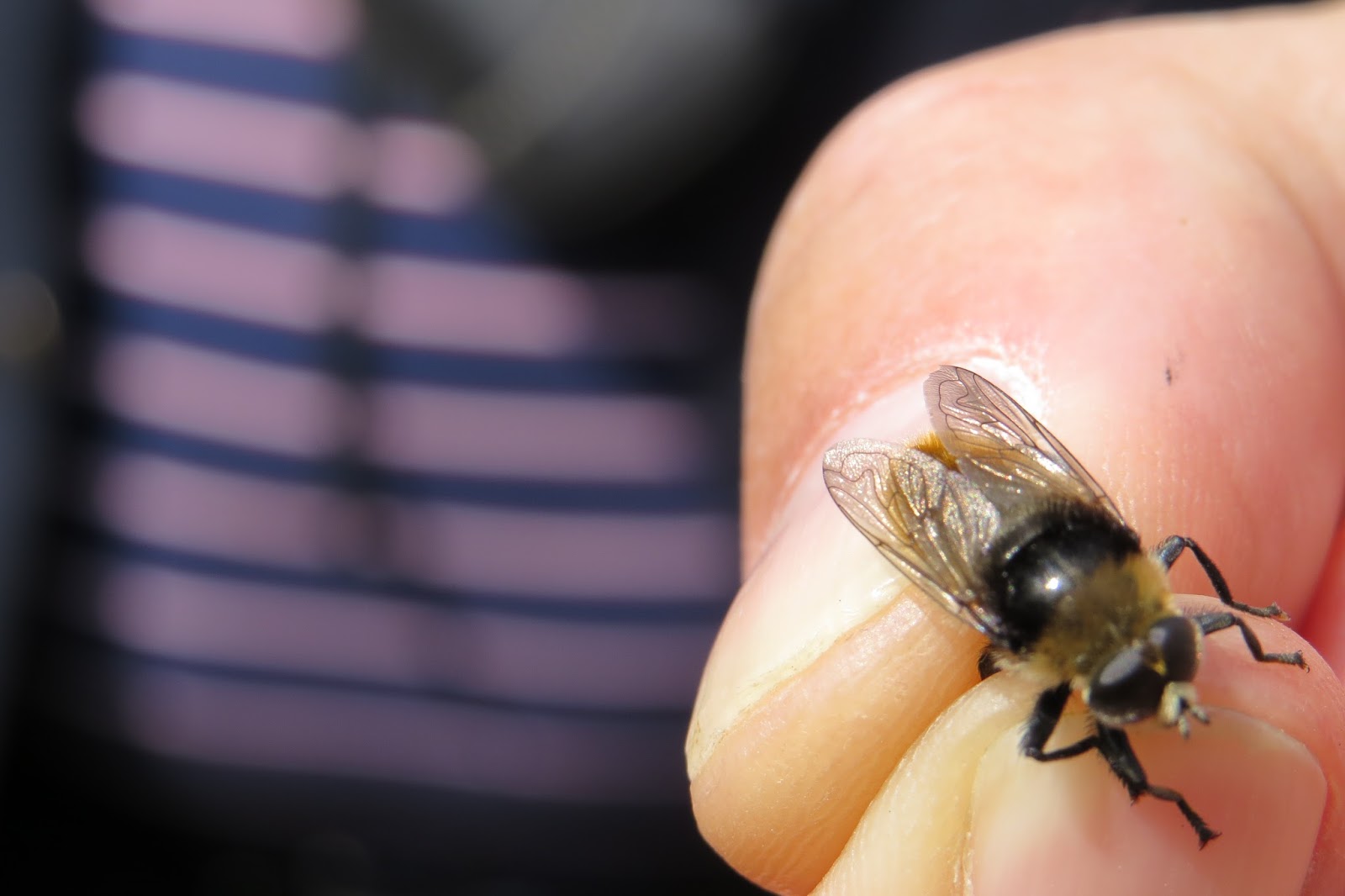 Ragged Robin's Nature Notes: A Bee Talk and Walk led by Steven Falk at ...