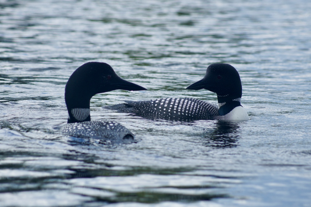 Lighthouses and Loons