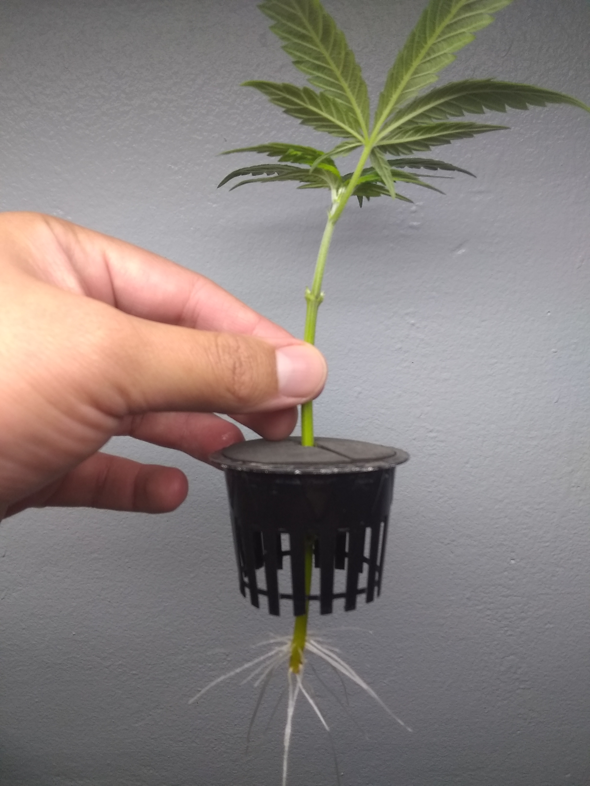 Trim and Clone Roots