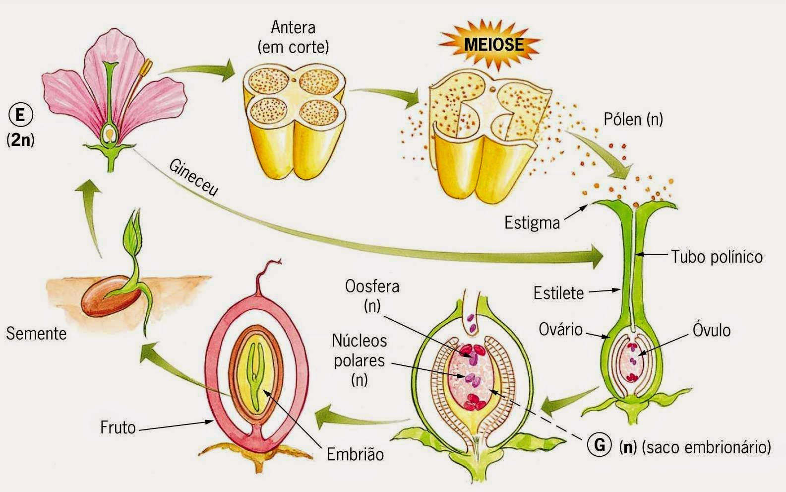 Blog de Biologia: Reino Plantae ou Metaphyta