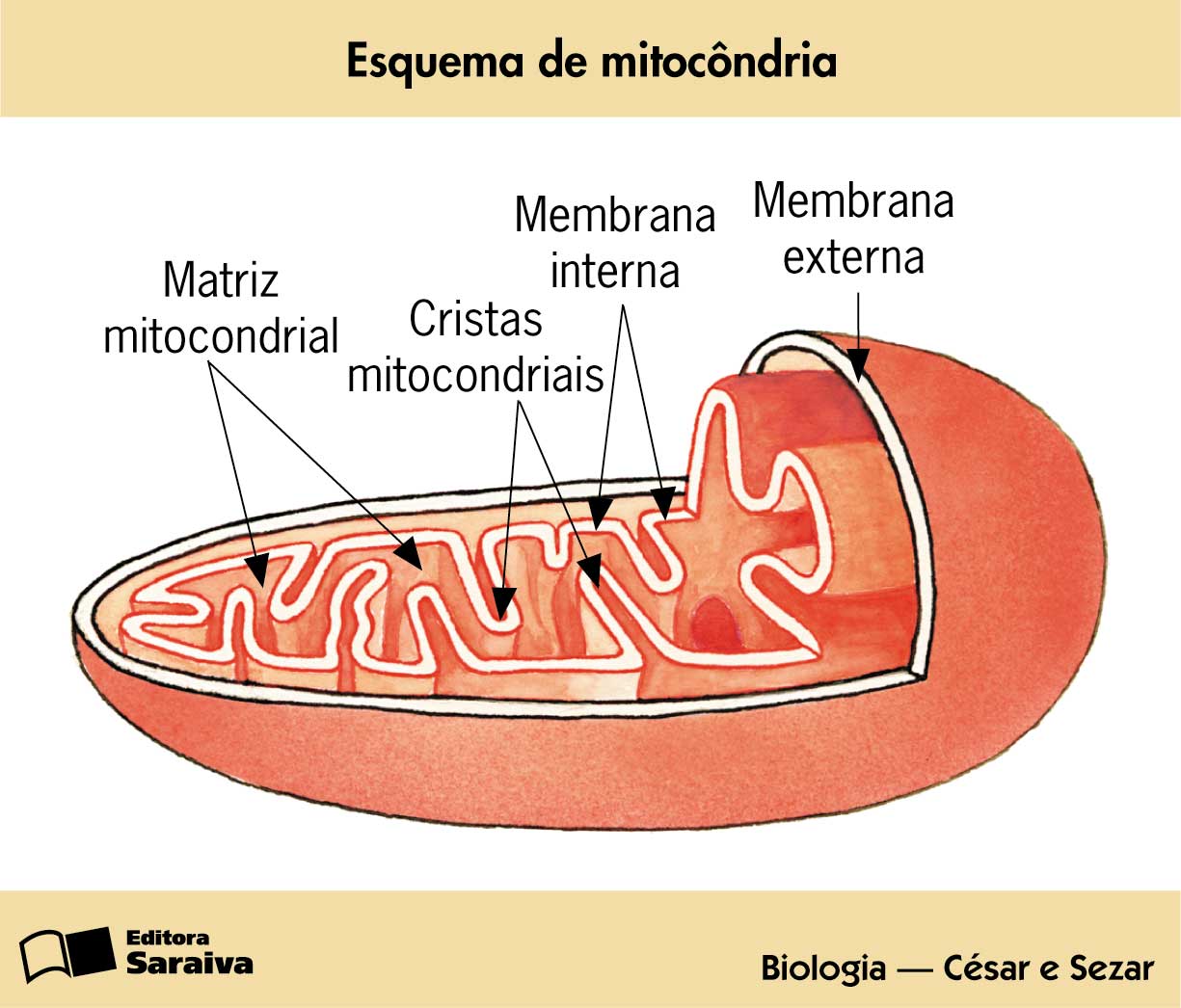 Celulas Procarionte y Eucarionte: Célula Eucarionte