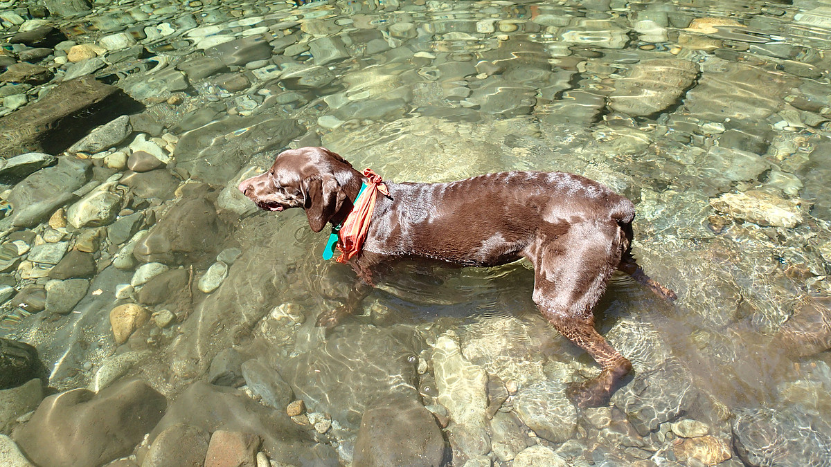Shelter Dogs of Portland: "BYNIE" young Weimr /Lab (maybe some German ...