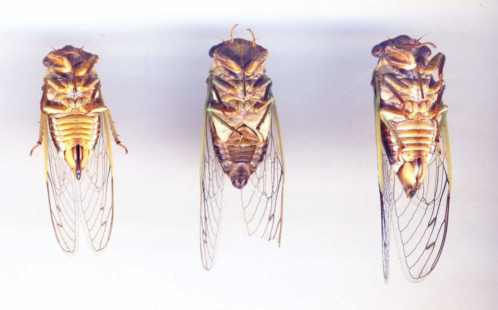 虫頭: エゾゼミ（Diceroprocta apache) Citrus Cicada