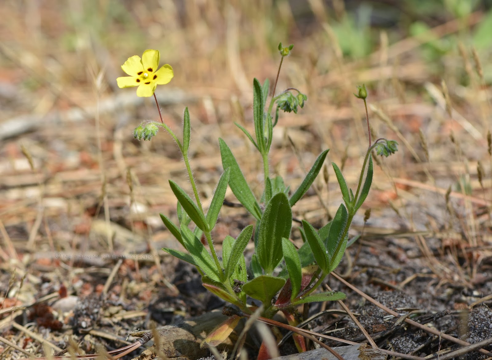 Macrophoto plaisir passion: Hélianthème taché, Tuberaria guttata