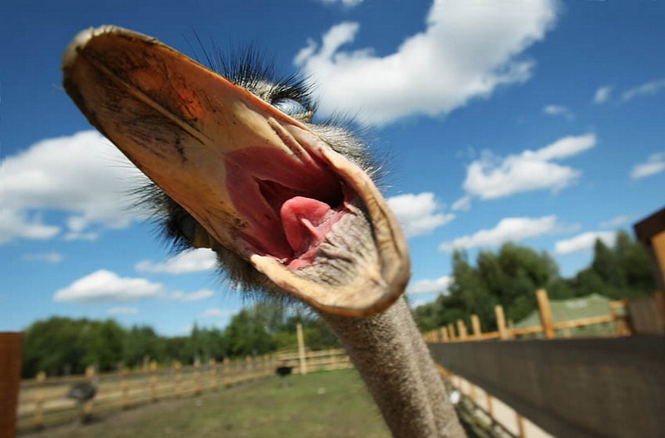 Shurda Shurda: Учеба в Польше = Иллюзия обмана