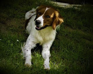 Breton Espanol Dog breed information, description, personality, price ...