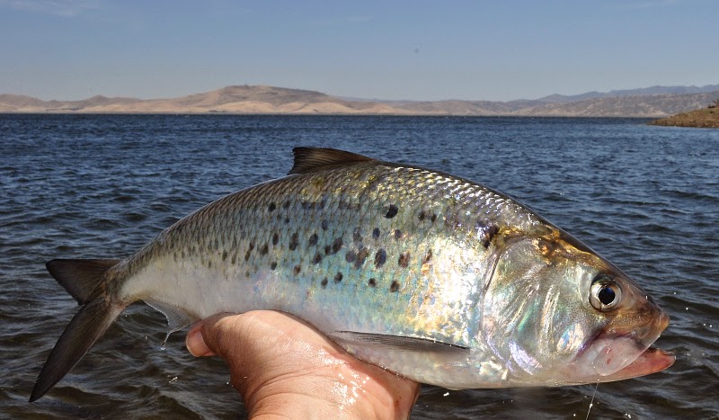Bay Area Backwaters: American Shad