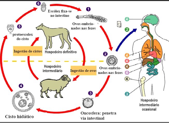 meuBIOblog: Atividades - Prof. Ulisses - Uno Vértice