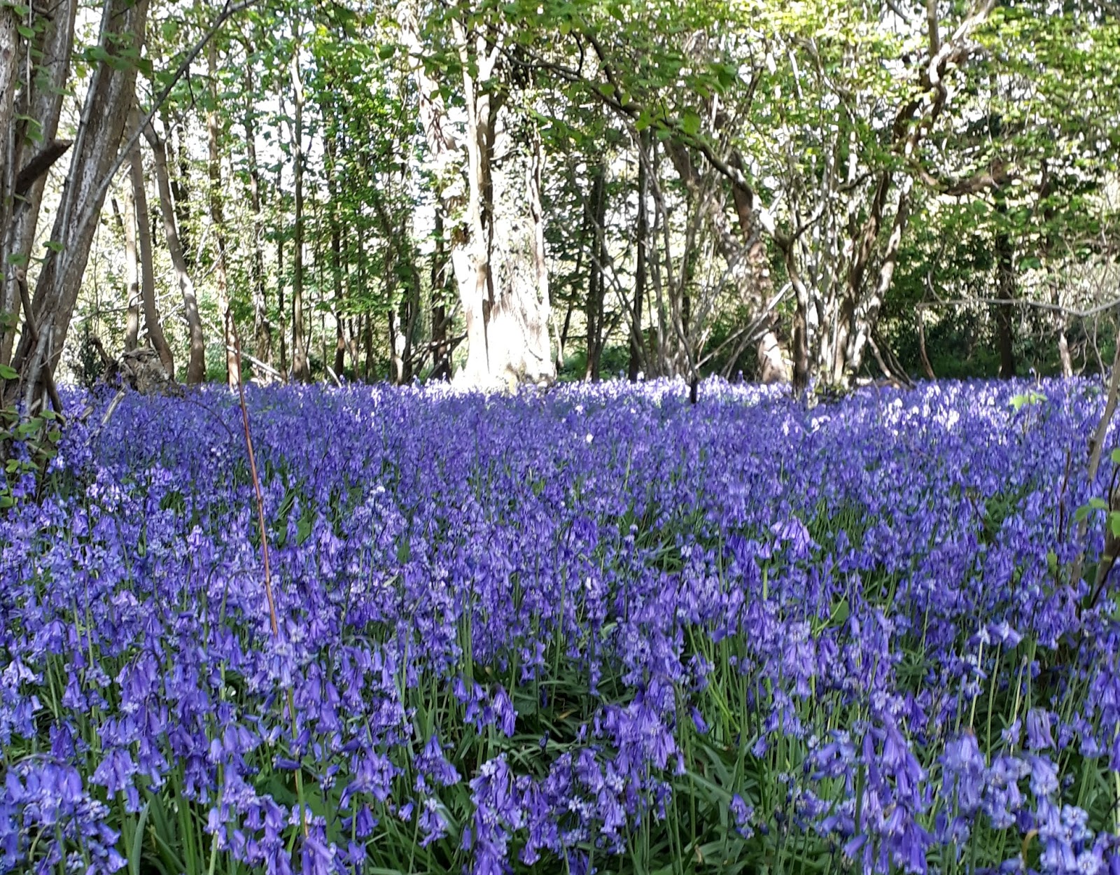 Tales from a happy house.: Roses and Bluebells