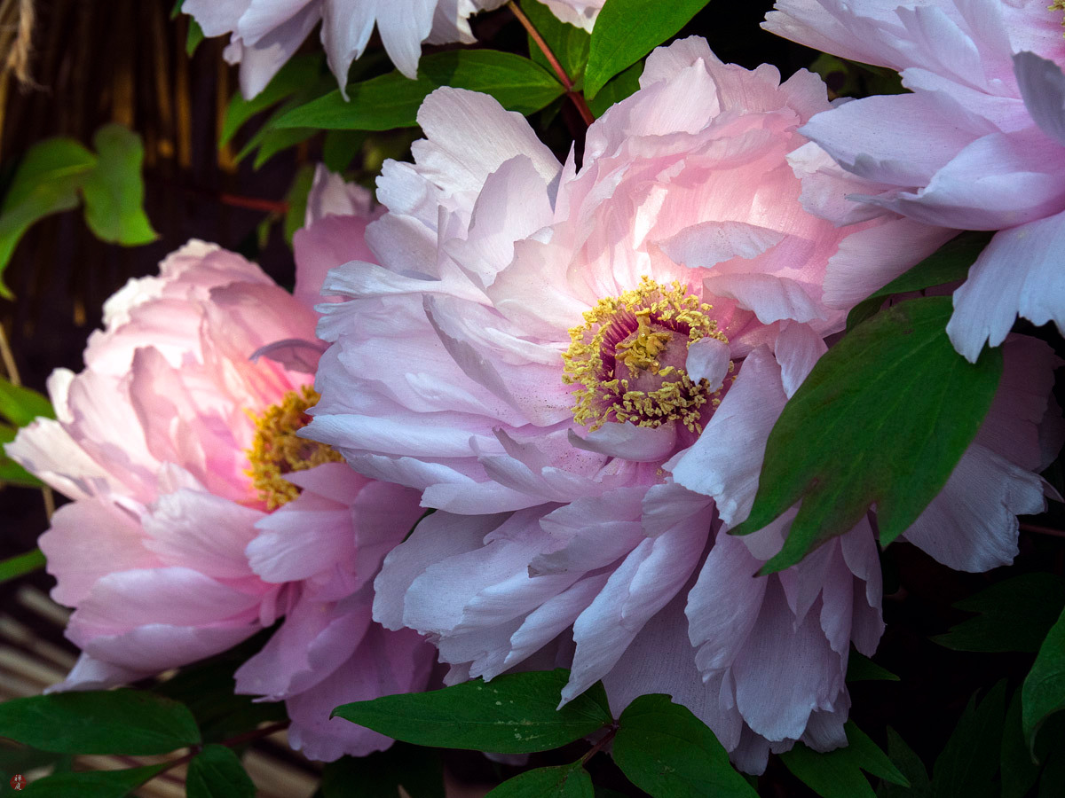 FROM THE GARDEN OF ZEN: Winter peony flowers: Tsurugaoka-hachimangu