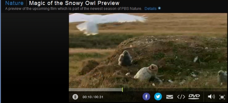 The Raptor Center: Magic of the Snowy Owl program on Nature/PBS