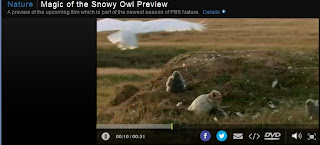 The Raptor Center: Magic of the Snowy Owl program on Nature/PBS