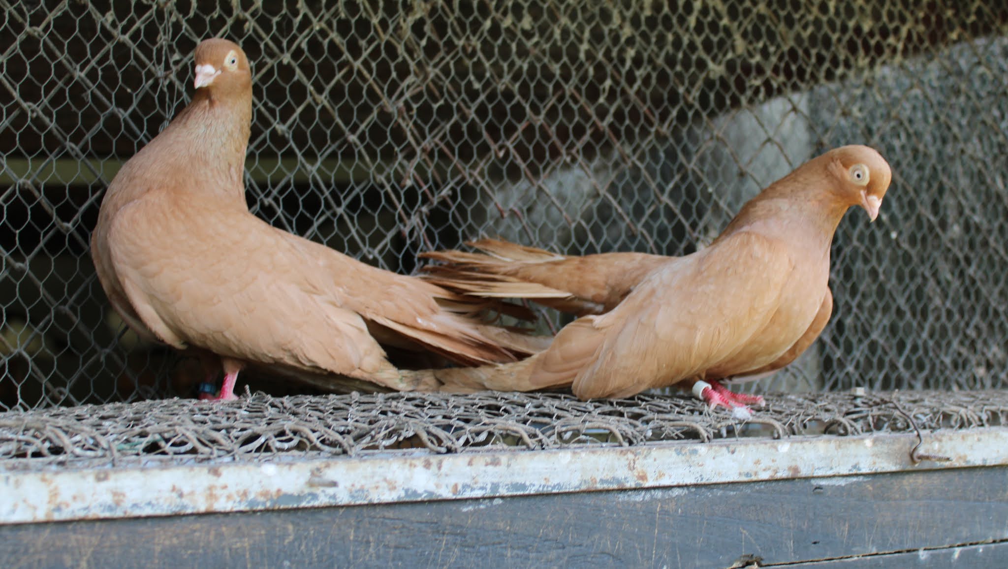 Съвети за отглеждане и здравеопазване на гълъби .: Рецесивно червено ...