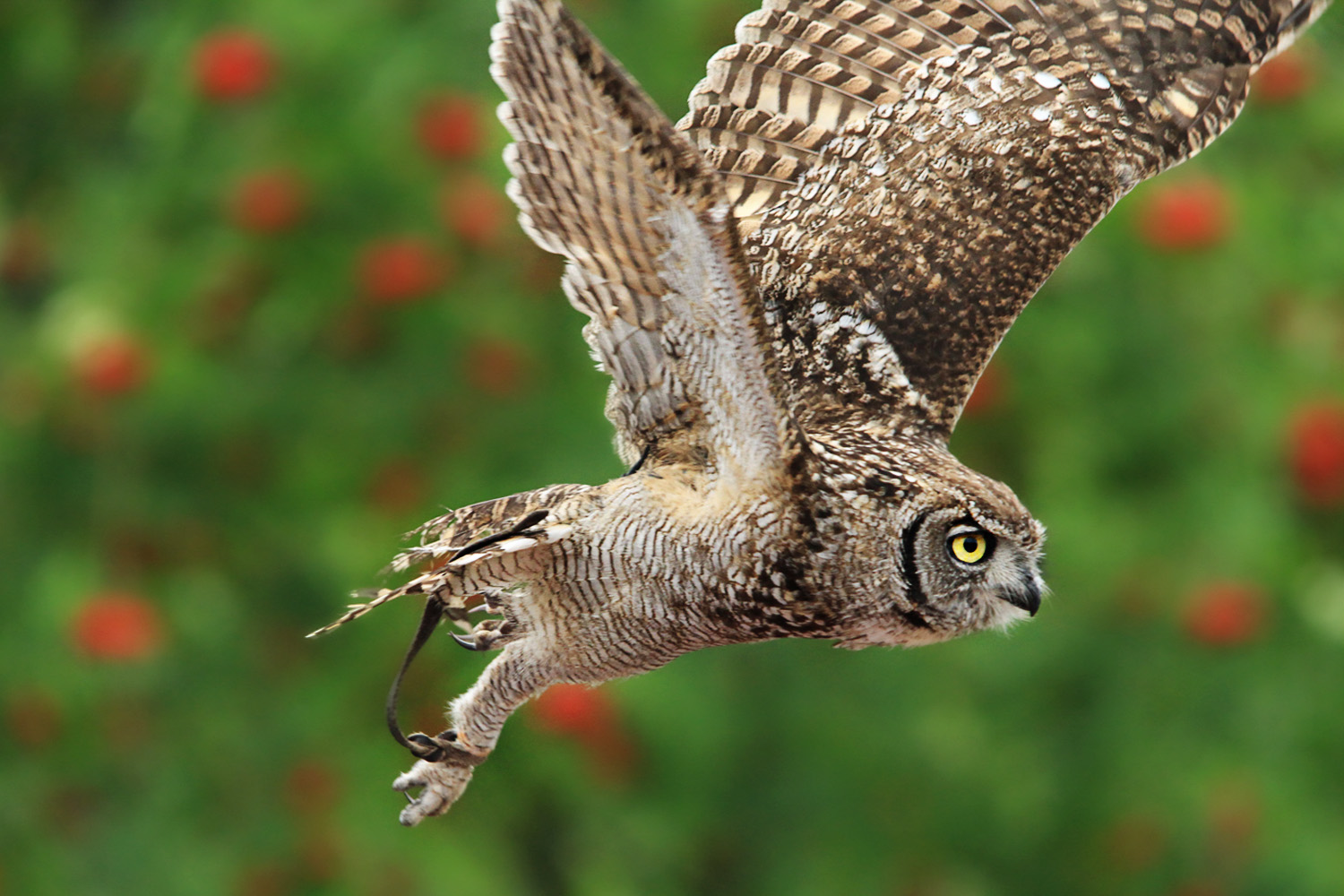 Virginia Tech engineers design quieter turbine blades inspired by owl ...