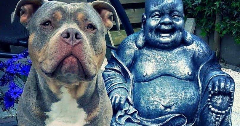 Top 5 Dog Foods You Should Be Using Big Bully Buck top-5-dog-foods-you-should-be-using-big-bully-buck