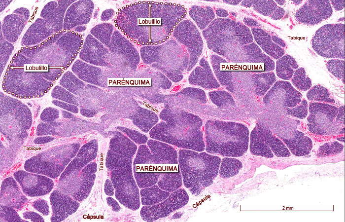 Álbum Histologico : Tejido Conectivo