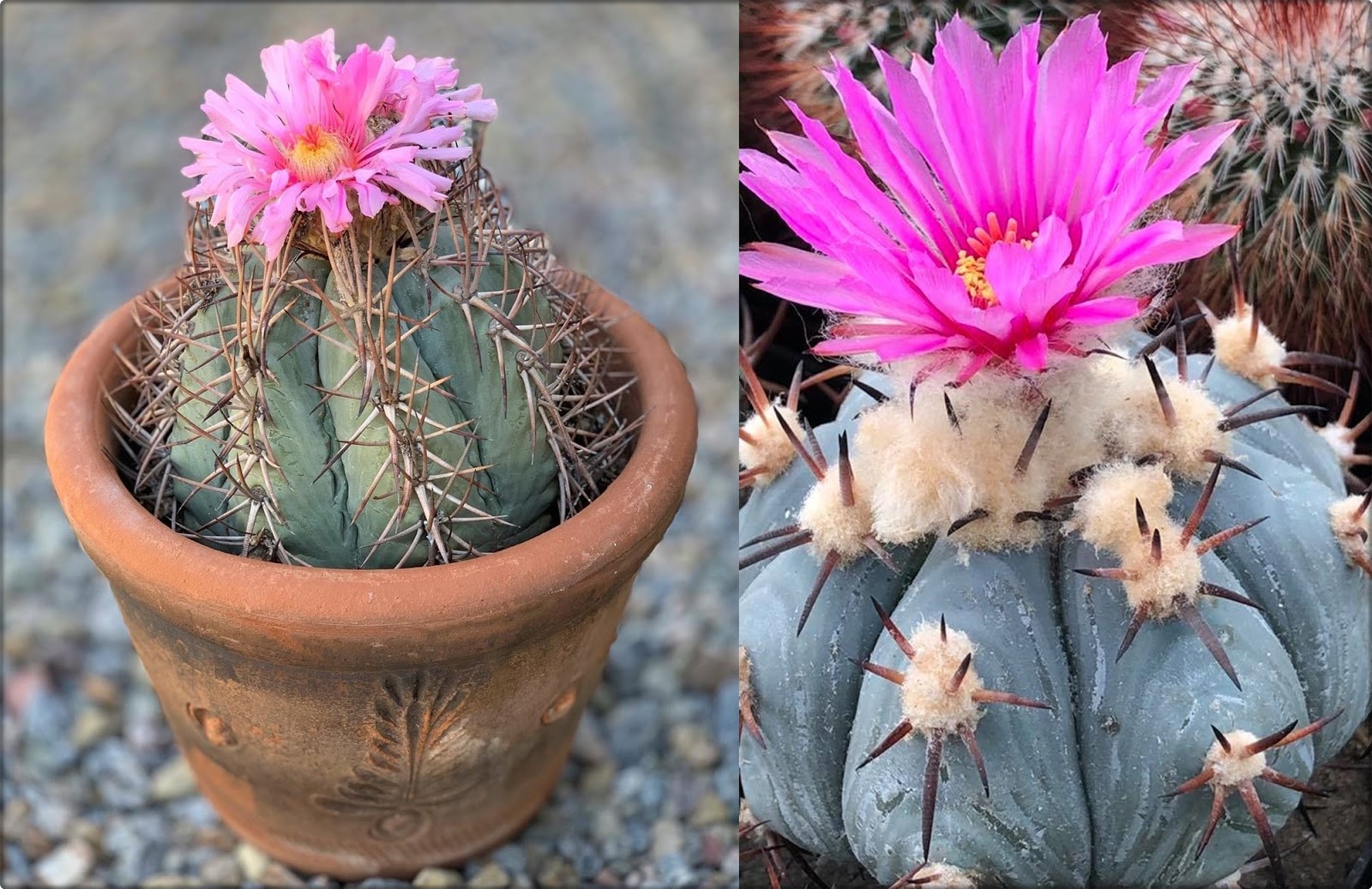 Echinocactus horizonthalonius (Silverbell Cactus)