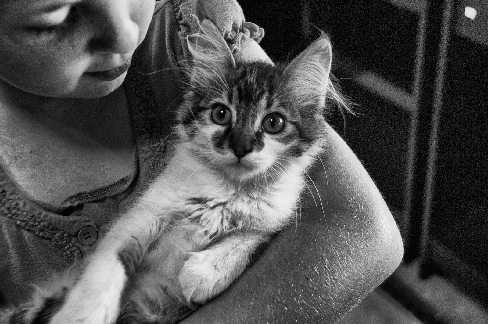 El escritorio del psicologo: ¿Qué nos ofrece la Terapia asistida con ...