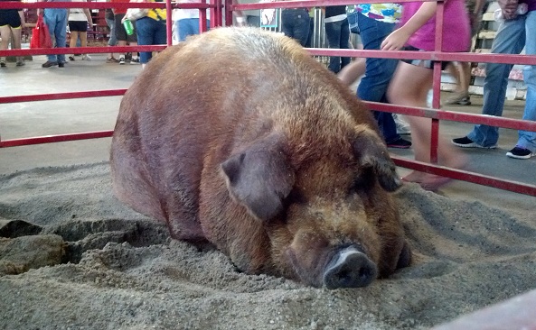The Tarp Report: I survived the Iowa State Fair
