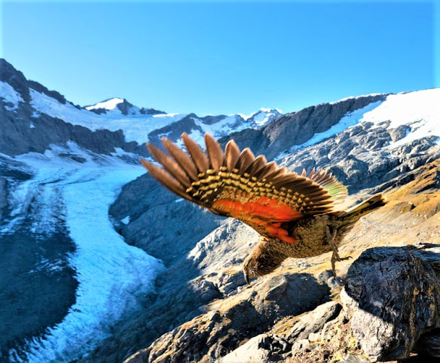 BARRY the BIRDER: World's only alpine parrot...