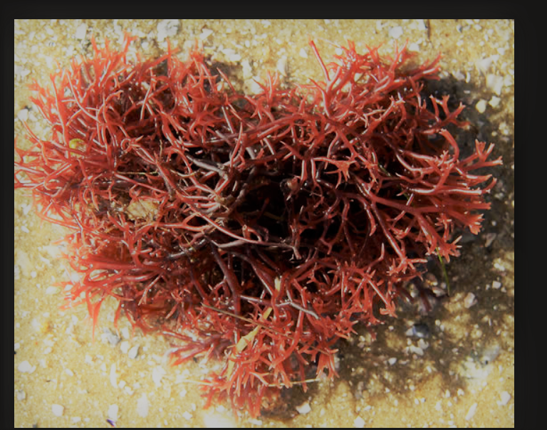 Thallophyta ( plant kingdom ) , plantae: classification