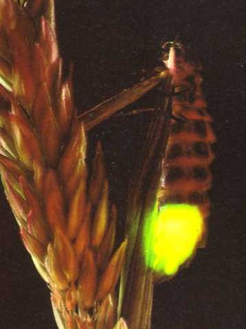 Universo Animal: ¿Cuáles son los bichos de luz?