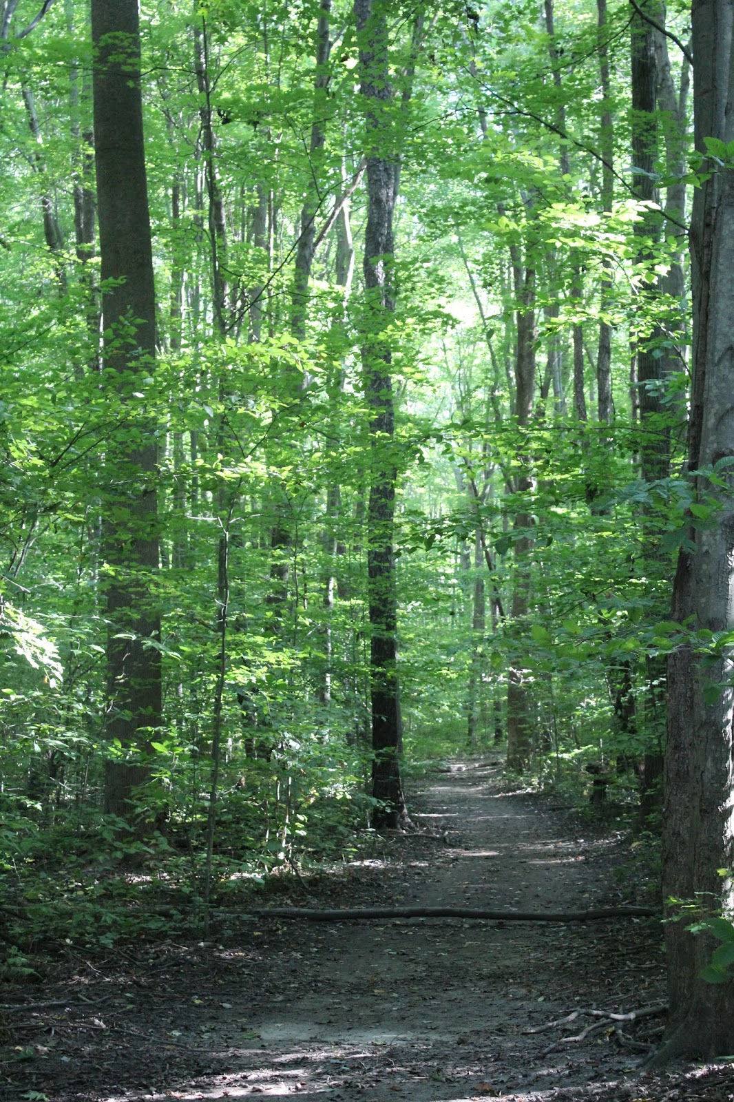 FINALLY - Visiting Warren Woods State Park