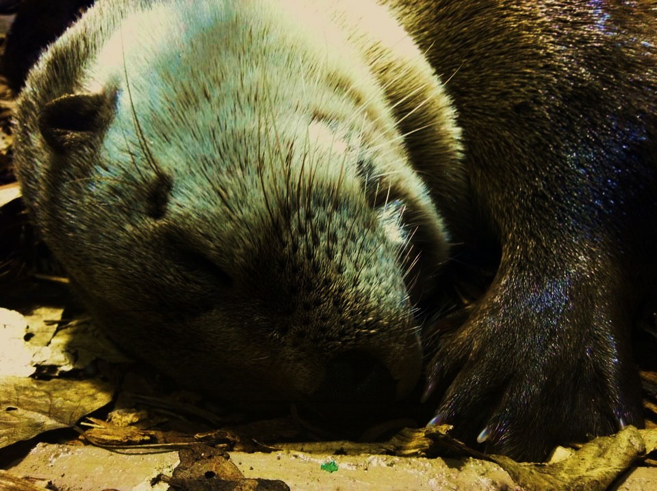 Behind the Glass: Designing a Home for Otters