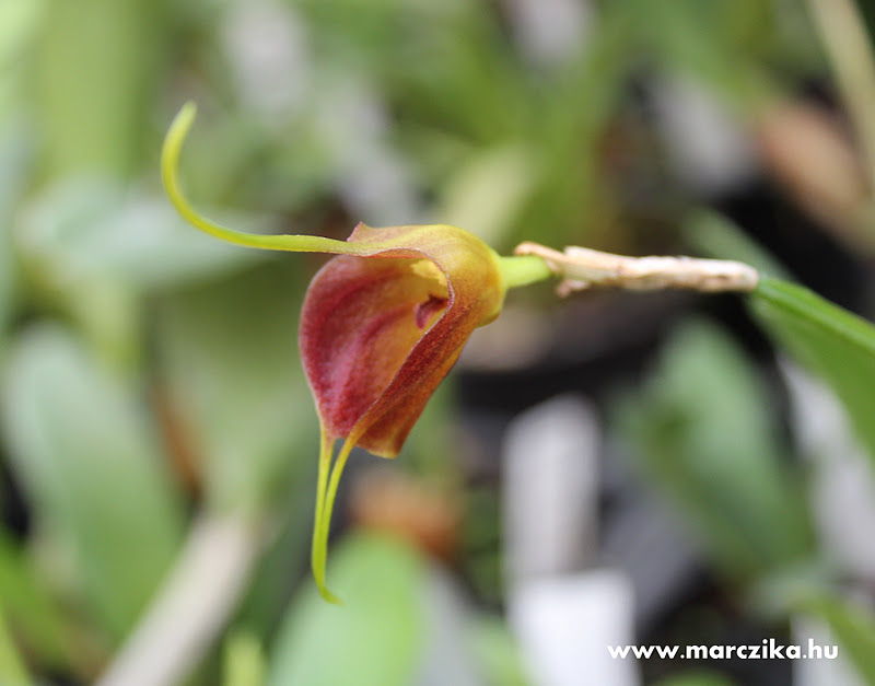 MARCZIKA KERTÉSZET BLOGJA: Orchidea csodák