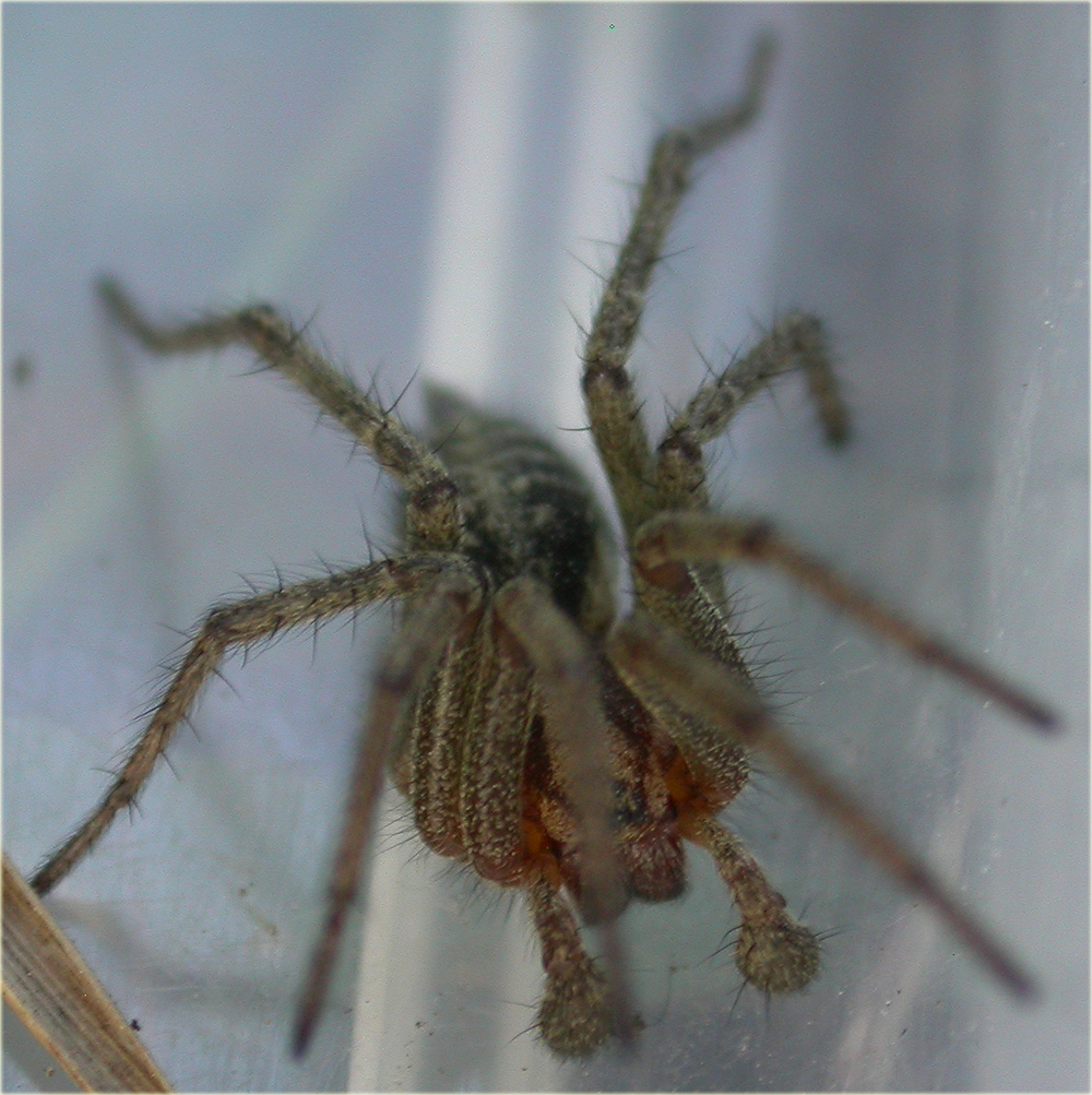 Arachnerds: Labyrinth Spider - Agelena labyrinthica