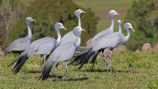 Amagama wee ndidi ngee ndidi zeentaka Ngesi Xhosa