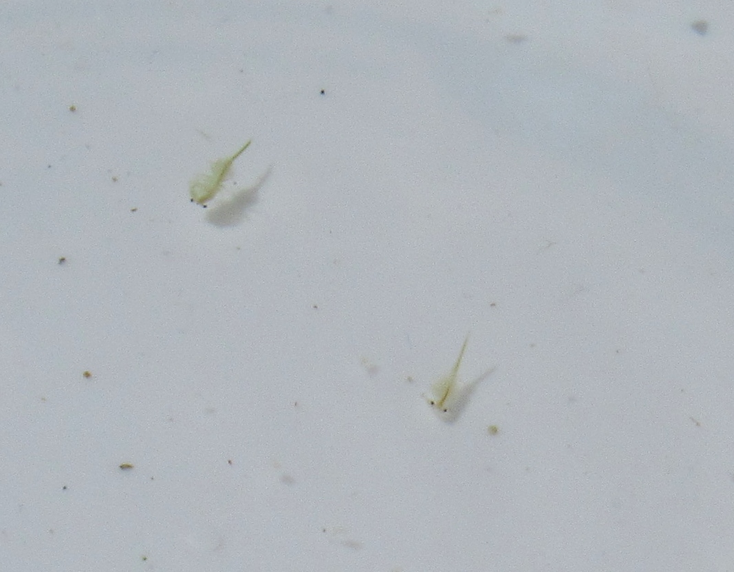 Sea Monkeys!! (Brine Shrimp of Mono Lake)