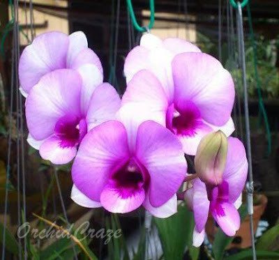 OrchidCraze: My Orchids : Blooming Recently..