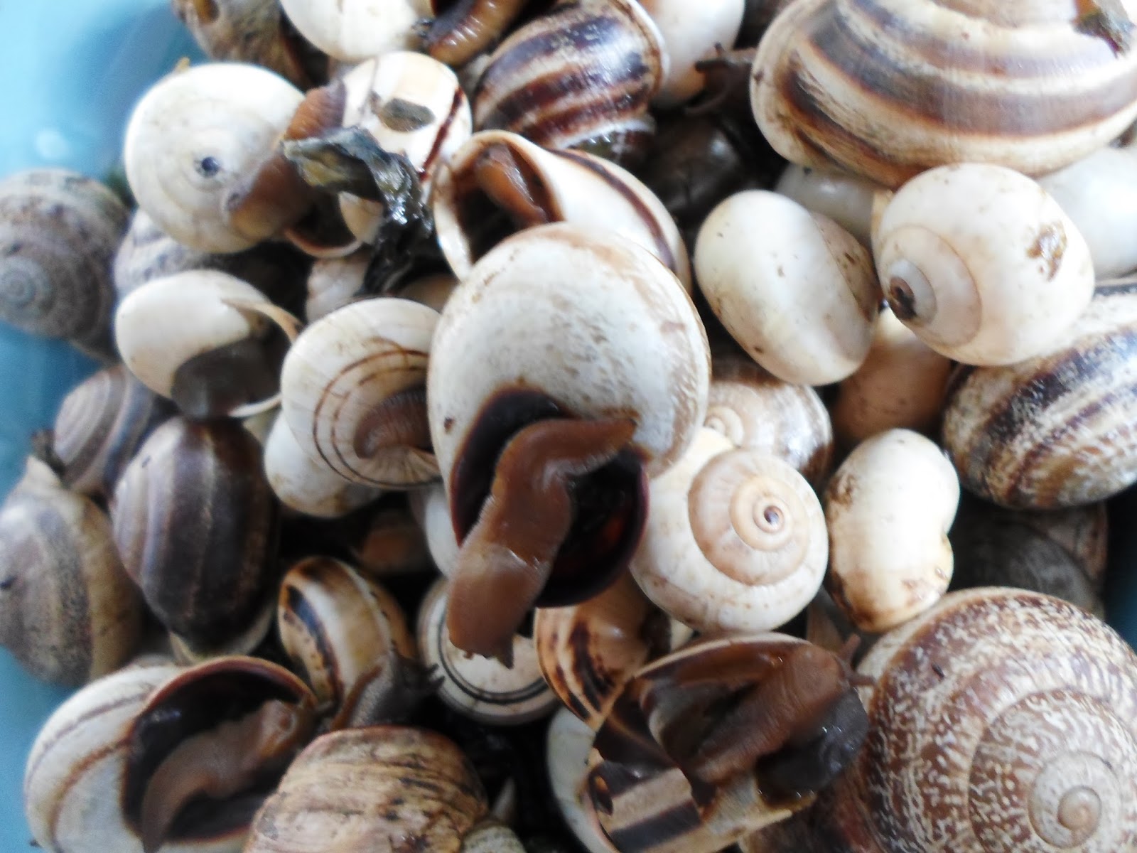 Caracóis à Portuguesa